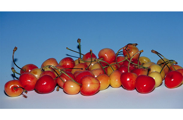 Variétés - Napoléon - Porte-greffe et variétés du cerisier